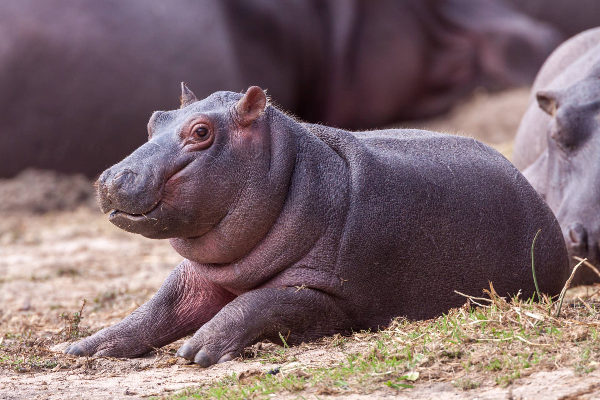 Orphaned Baby Hippo Bonds With Caretakers After His Mother's Tragic ...