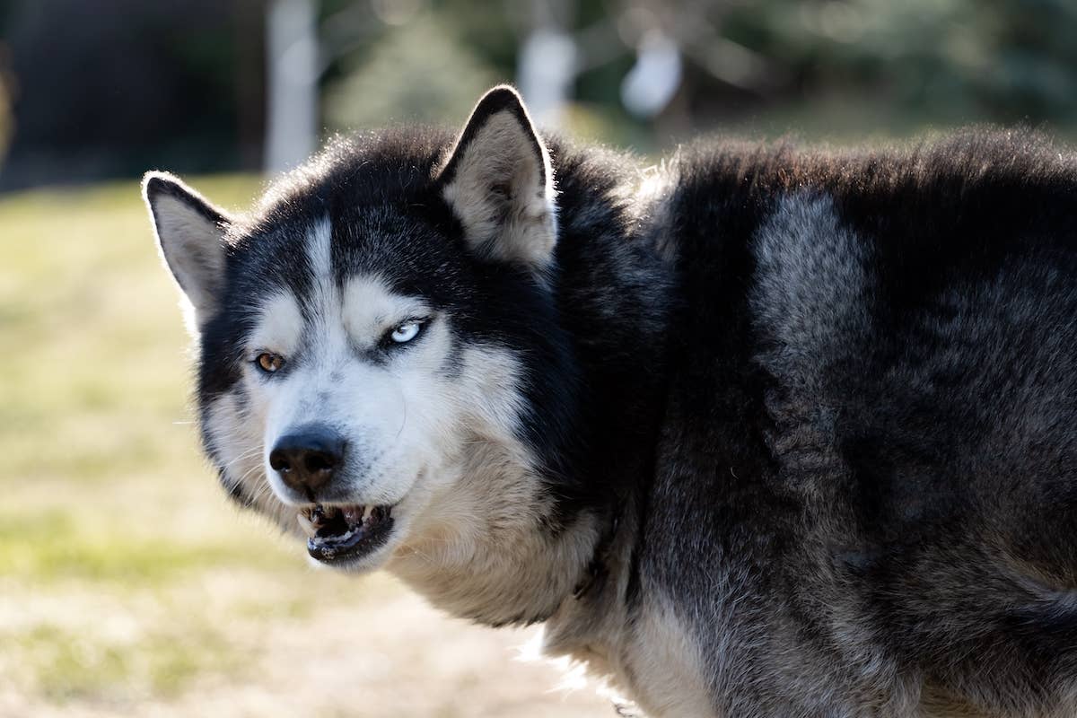 Husky’s Dramatic Refusal to Leave Grandma and Grandpa's House Has ...