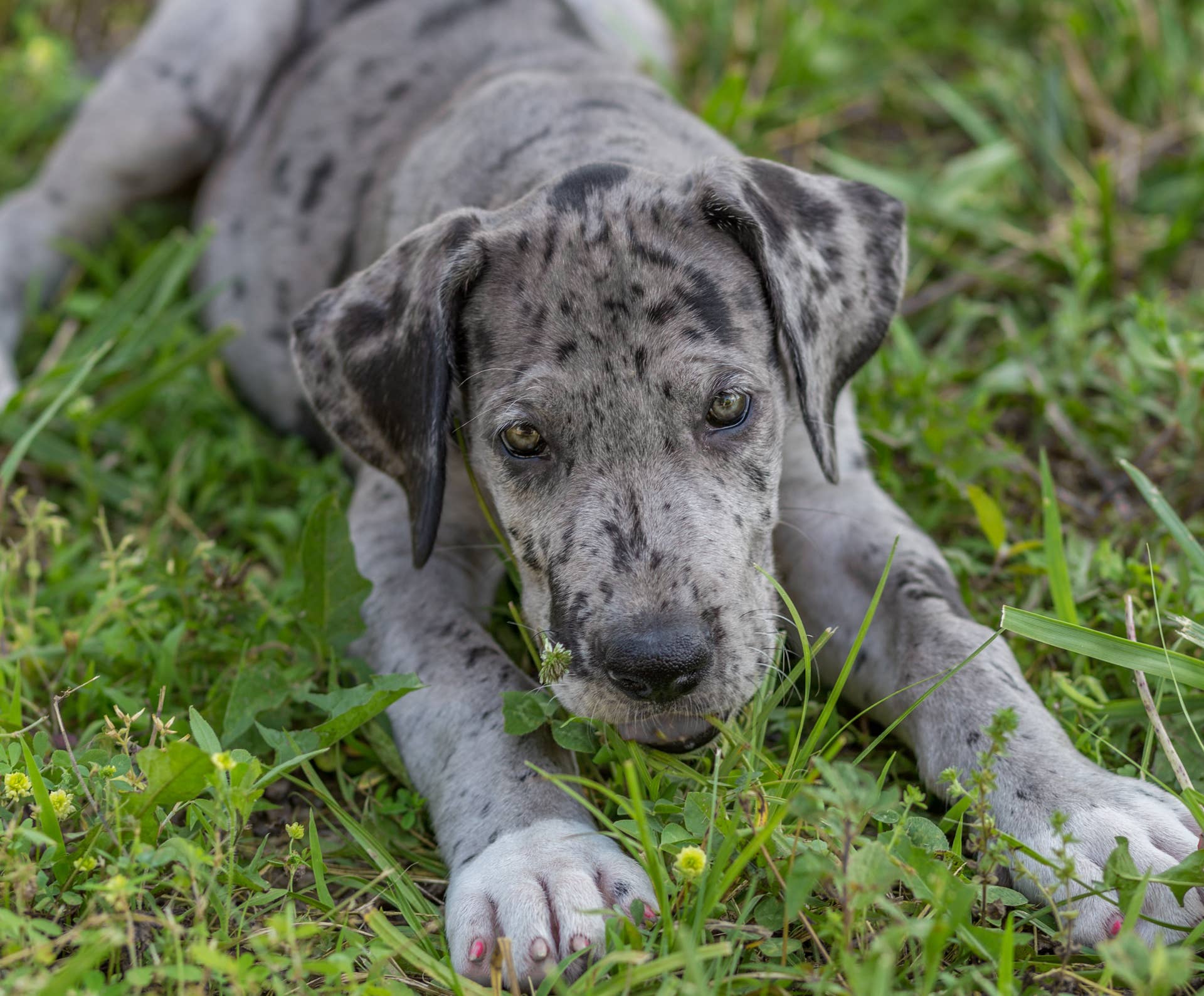 Great Dane Puppy Meets a Pet Iguana—Watch What Happened Next - PetHelpful