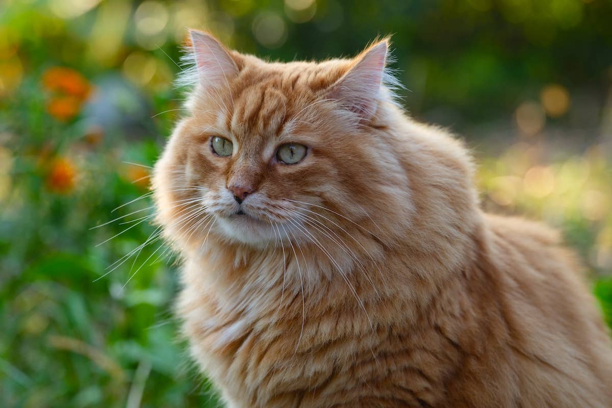 Most Orange Cats Are Male—Here’s the Surprising Reason Why - PetHelpful
