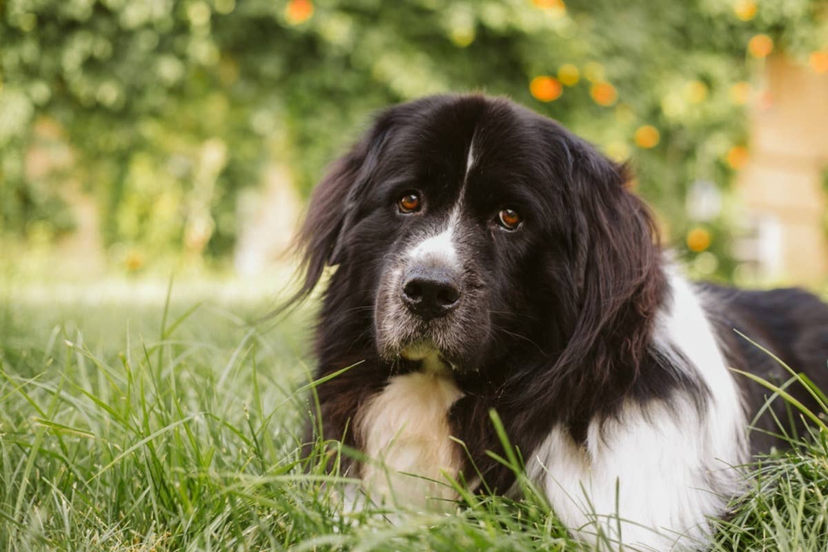 This Dog Looks Like a Tiny Newfoundland on Corgi Legs, and We Can't ...