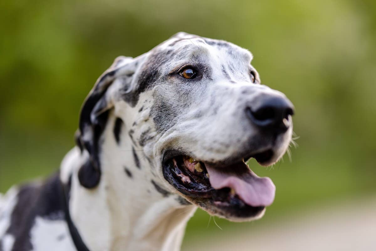 Great Dane and Horse Best Friends Are Living Their Best Lives Together ...