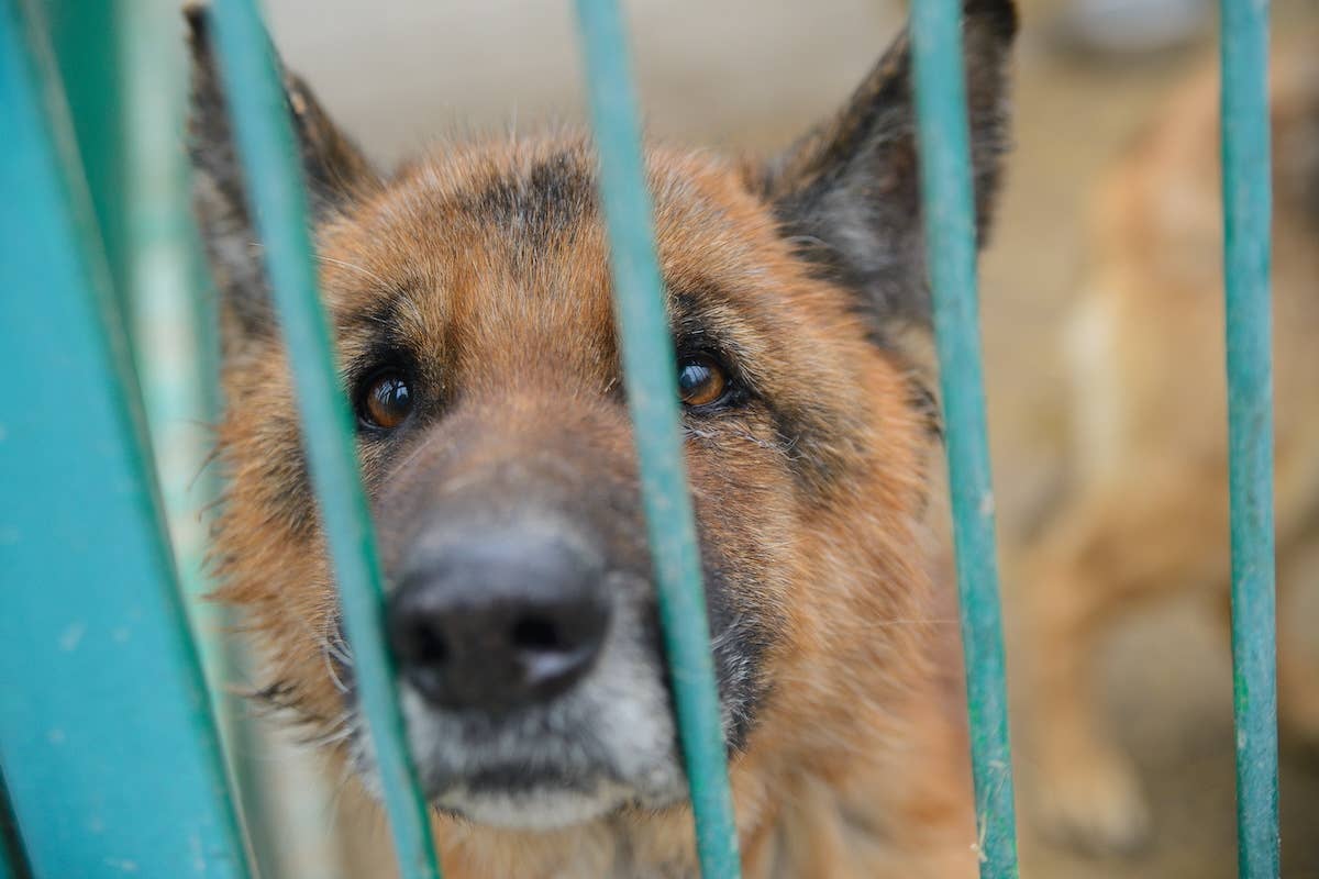 German Shepherd and Chihuahua Mix Found 'Surviving' Together in Chicago ...