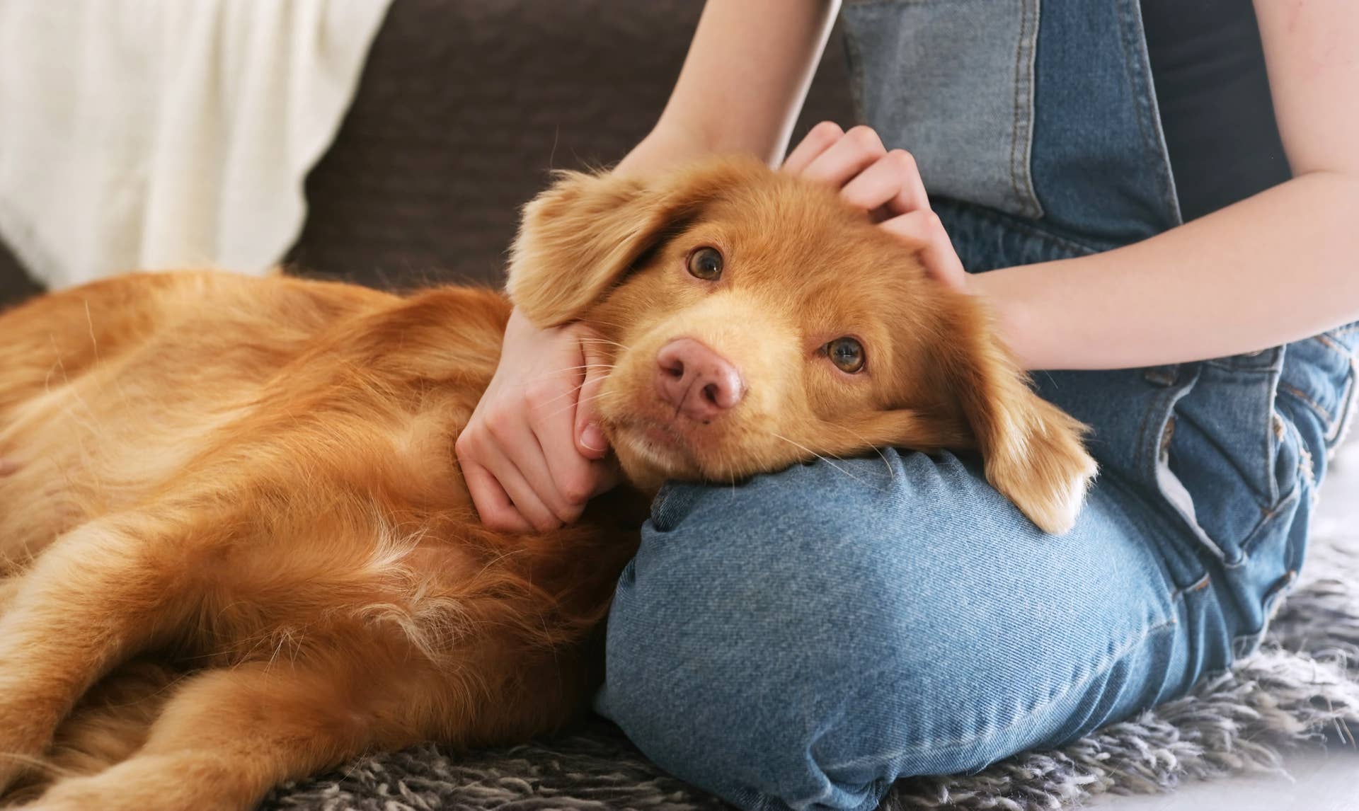 FDA Approves New Medication for Separation Anxiety in Dogs - PetHelpful