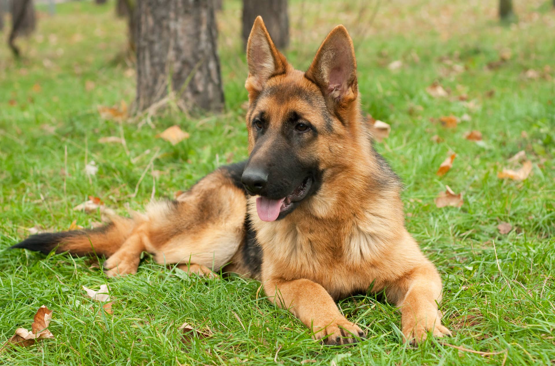 German Shepherd Abandoned at Walmart With His Toys Has People ...