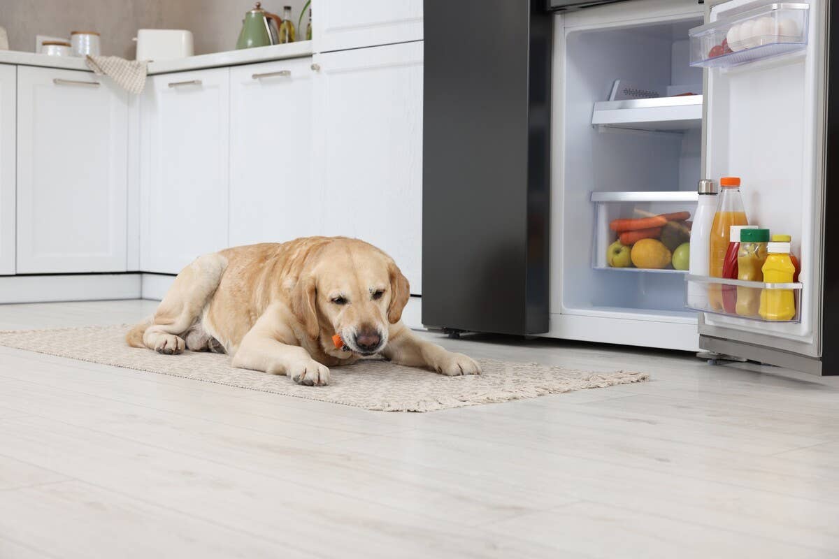 This Golden Retriever Won’t Stop Bringing Baby Bunnies Inside the House ...