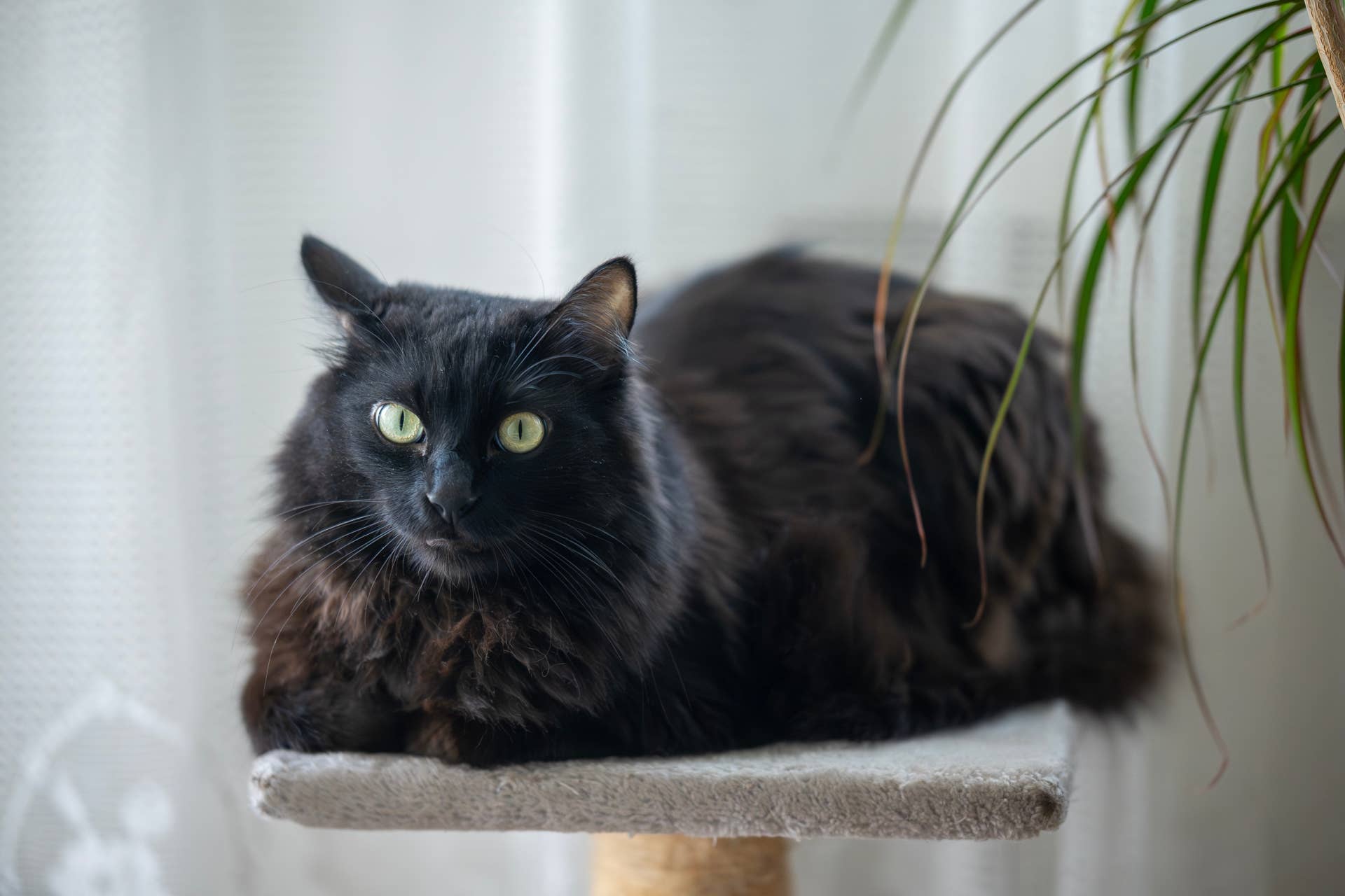 Internet Is Shocked by How Unbothered This Black Cat Is About Literally ...