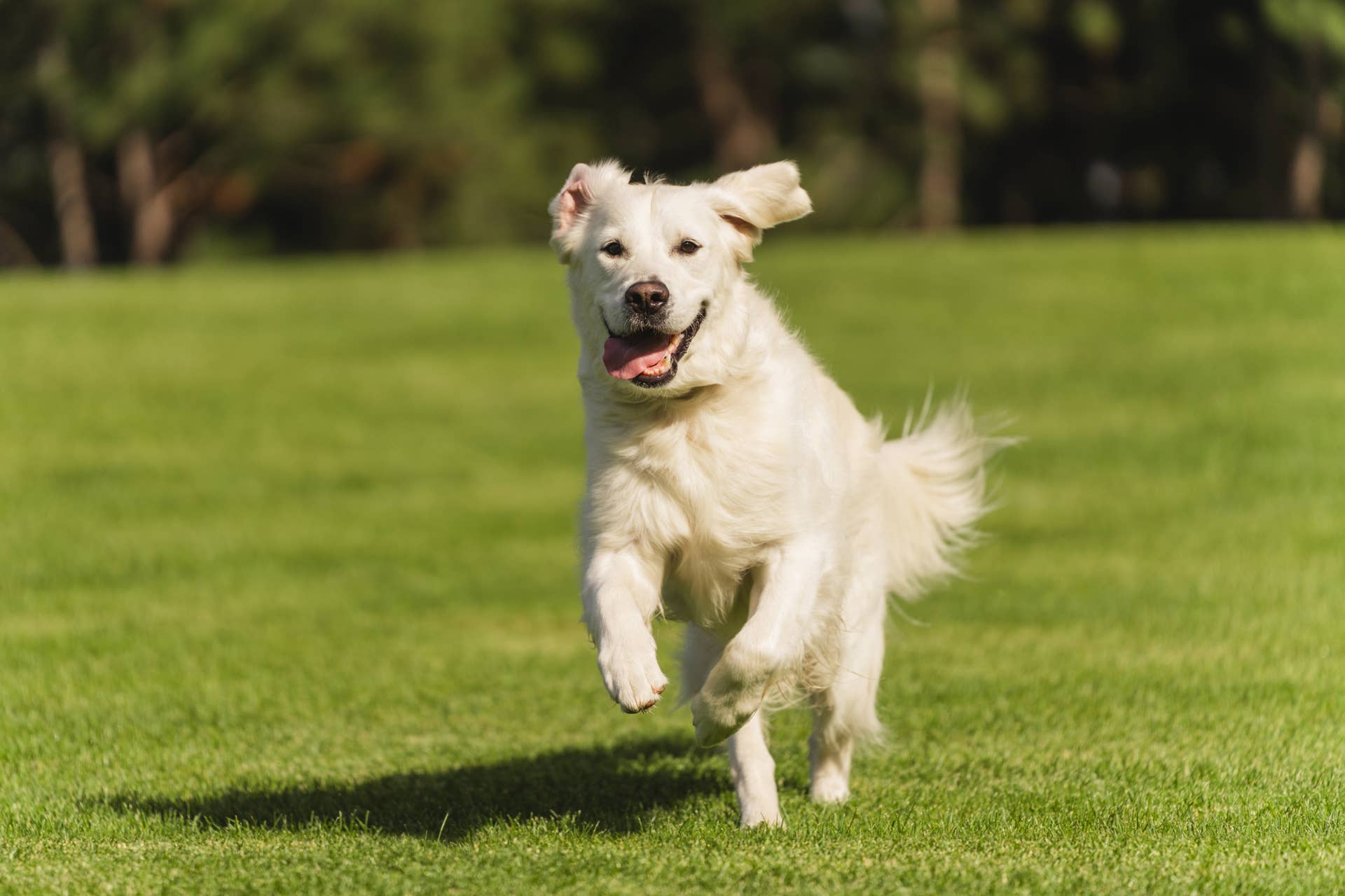 Golden Retriever Grabs the Biggest Stick He Could Find, and We're ...