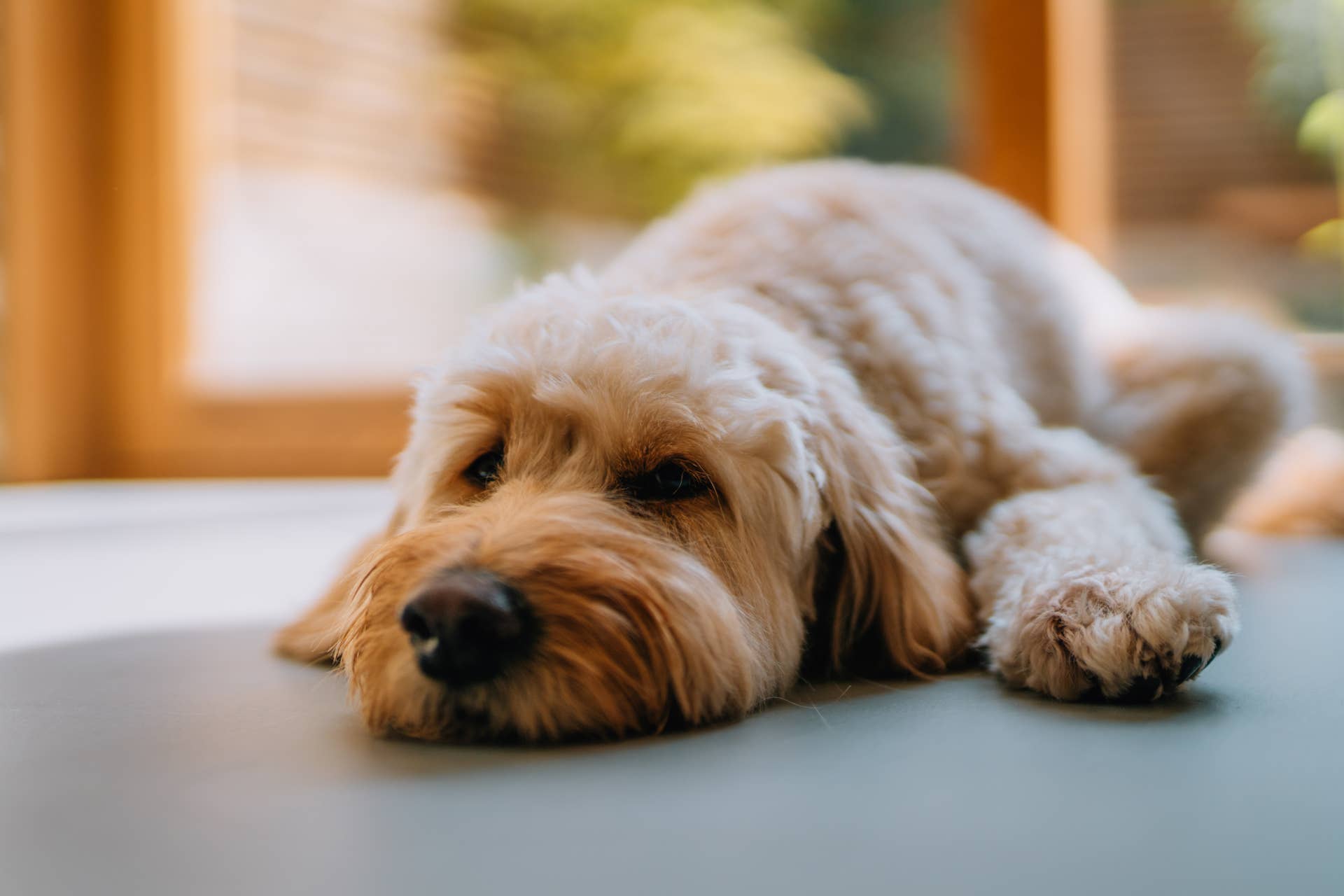 This Goldendoodle Turned 8 Minutes of Freedom Into a Vet Visit - PetHelpful