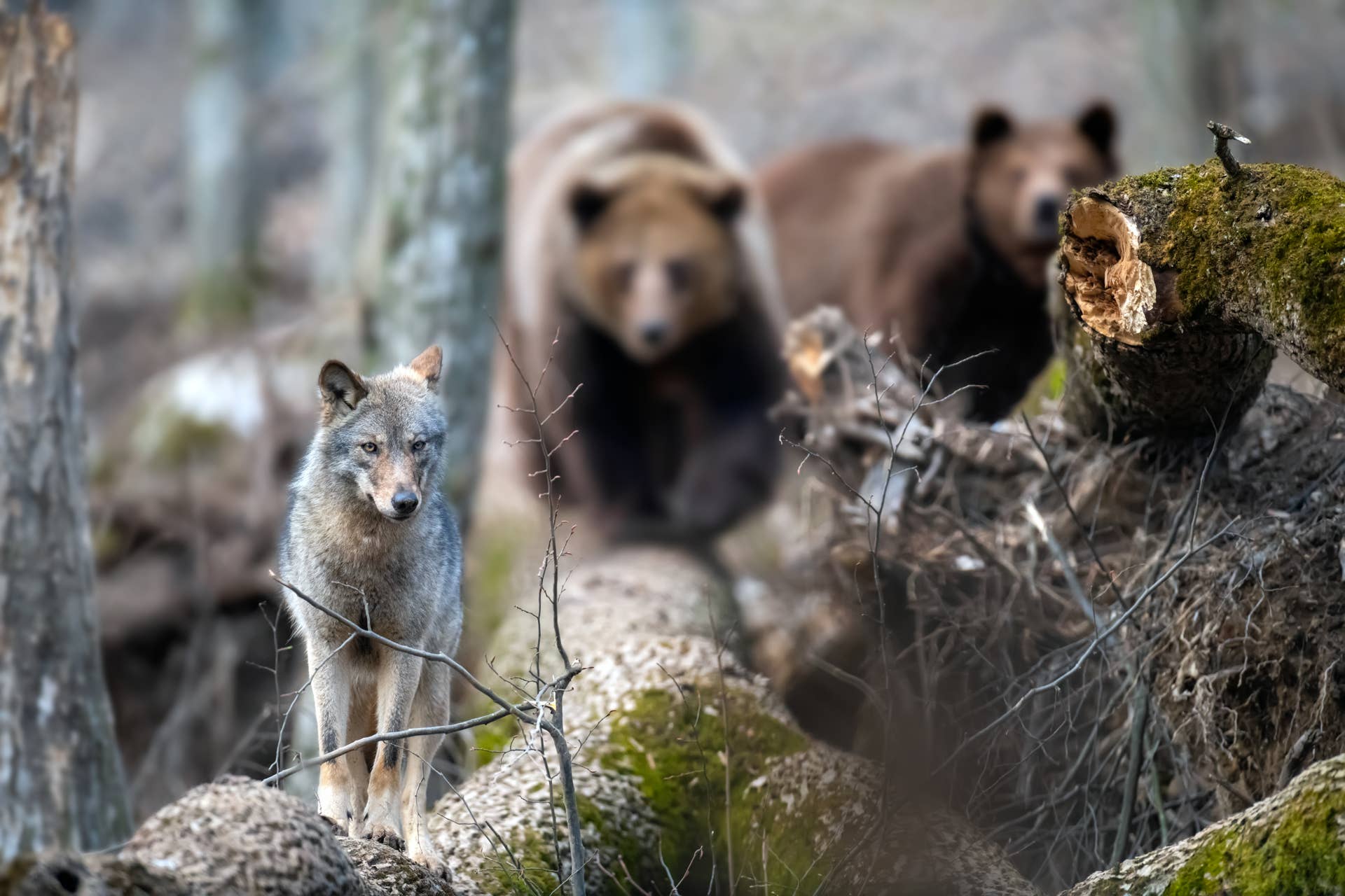 Tense Yellowstone Standoff Between Wolf and Grizzly Bear Caught on ...