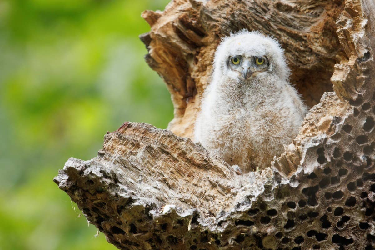 Rescued Baby Great Horned Owl Gets Put Back in a Tree—and Everybody’s ...