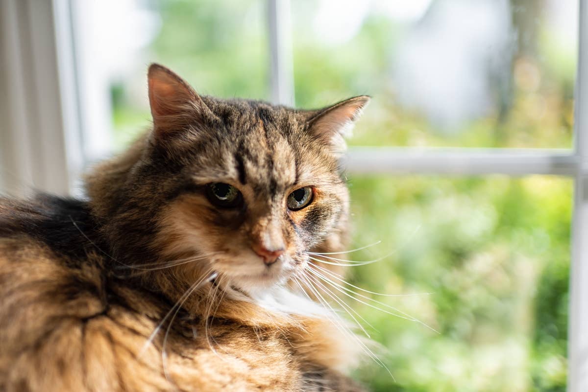 This Little Cat Spotted a 'Massive' Visitor at the Window and Refused ...