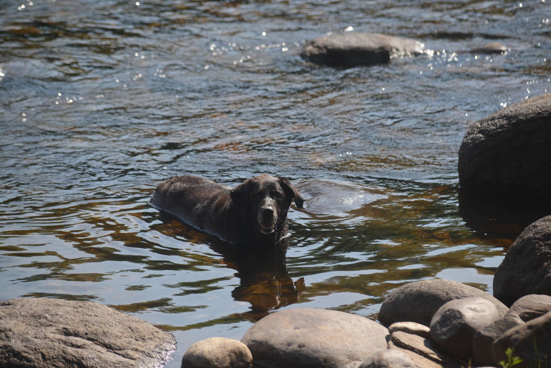 Parisians Form Human Chain to Rescue Stranded Dog From the Seine ...