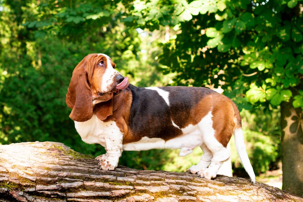'Absolute Unit' of a Basset Hound Shows up at Doggy Day Care and ...