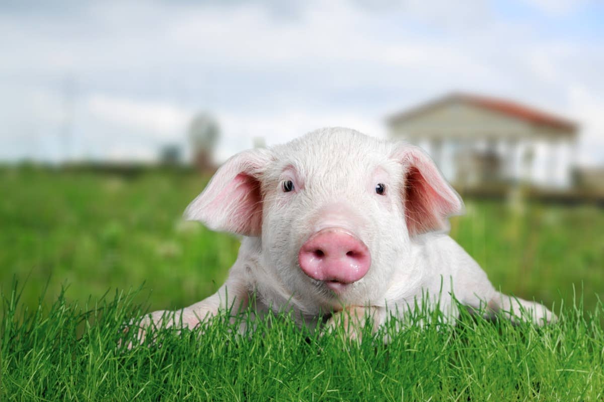 Tiny Piglet’s Blissful Reaction to Getting Belly Rubs Is Completely ...