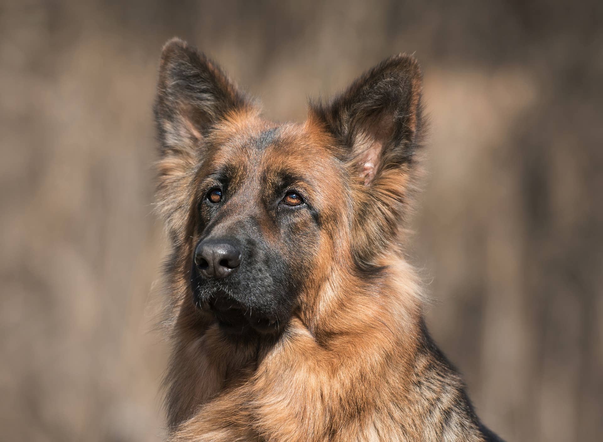 German Shepherd - PetHelpful