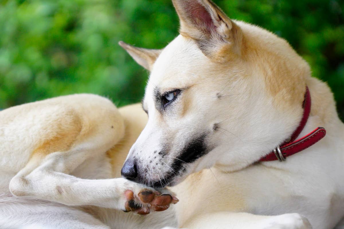 If Your Dog Licks Their Paws, a Vet Wants You to Know This - PetHelpful