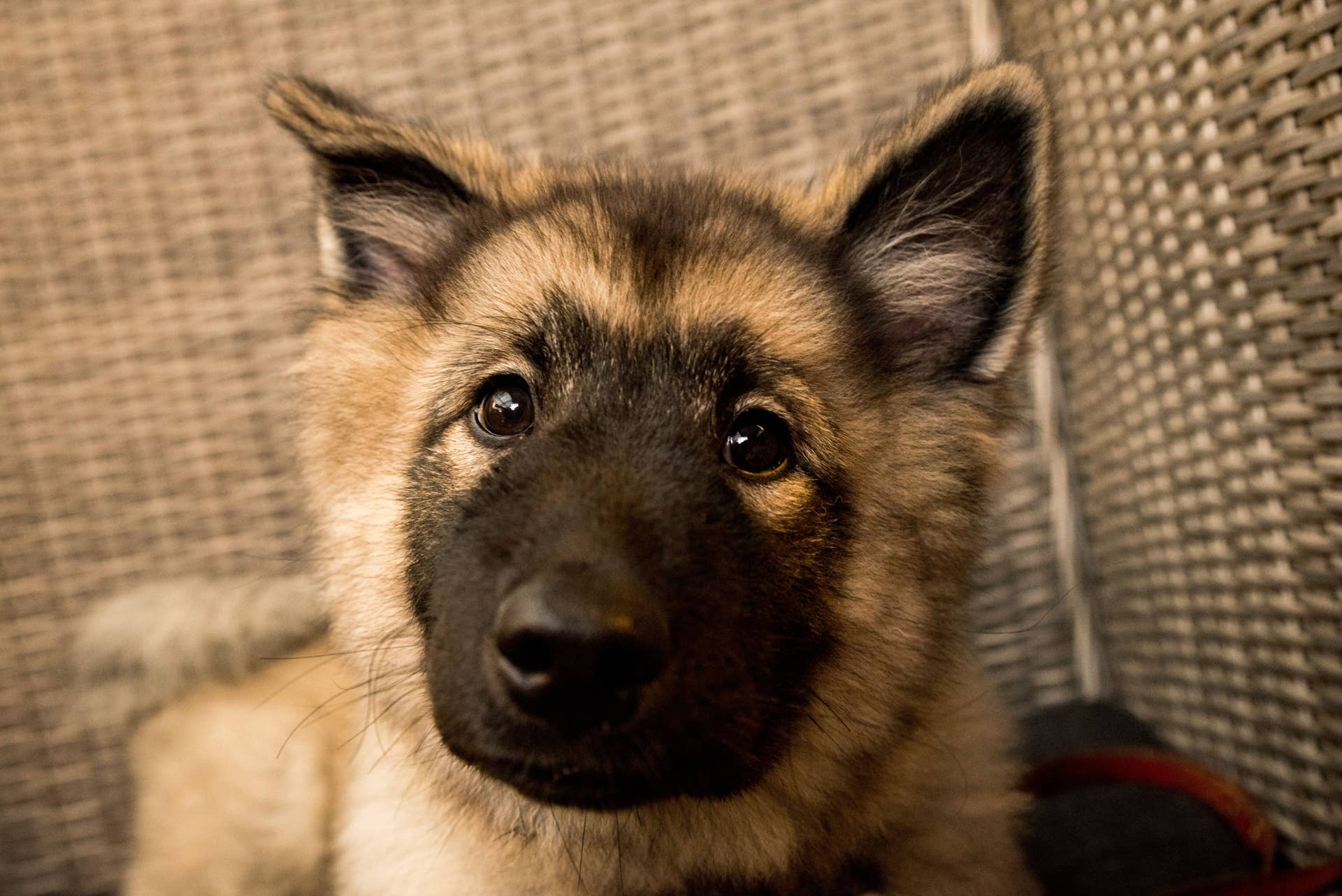 The Norwegian Lundehund Is the Rarest Dog Breed in the U.S. - PetHelpful