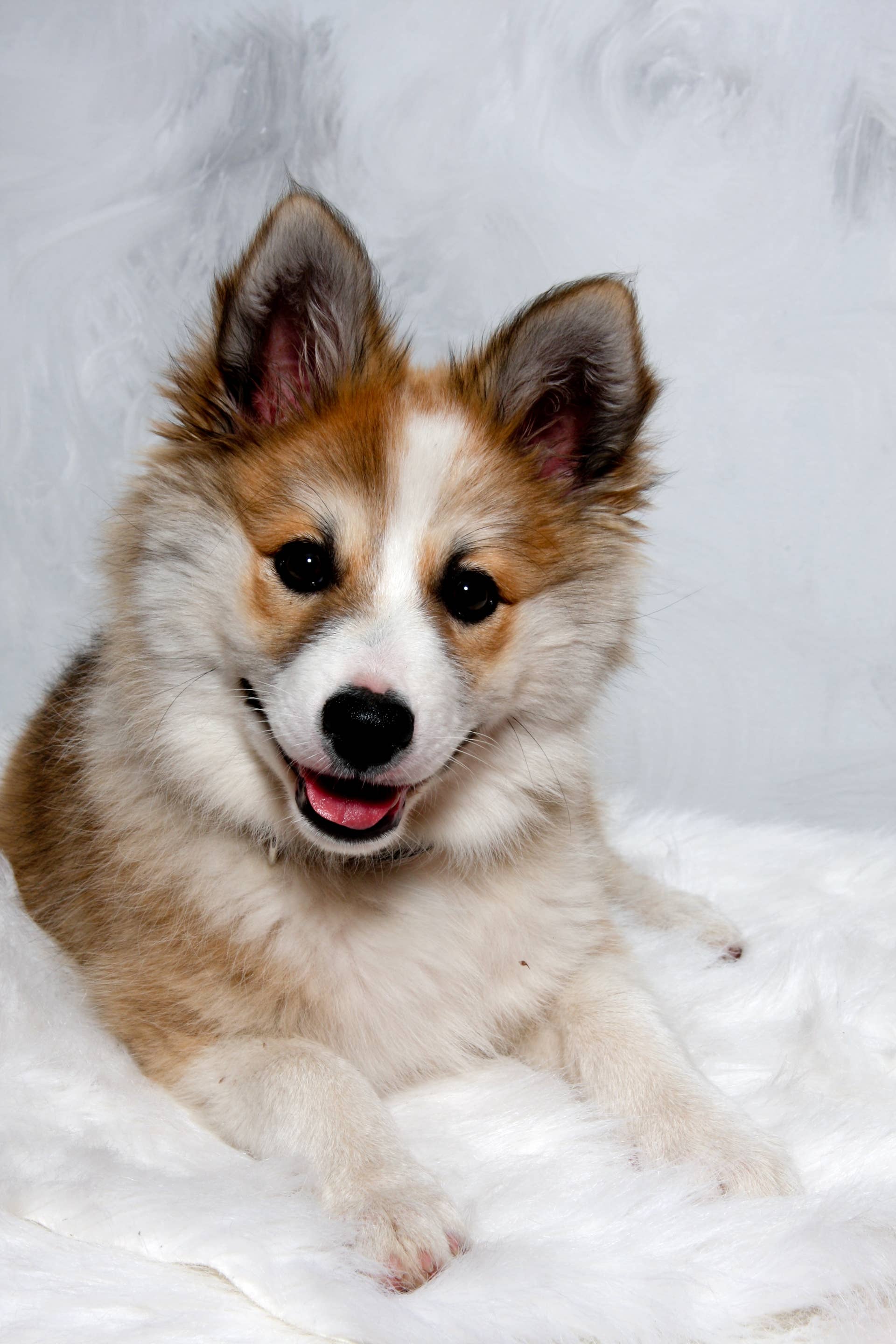 The Norwegian Lundehund Is the Rarest Dog Breed in the U.S. - PetHelpful