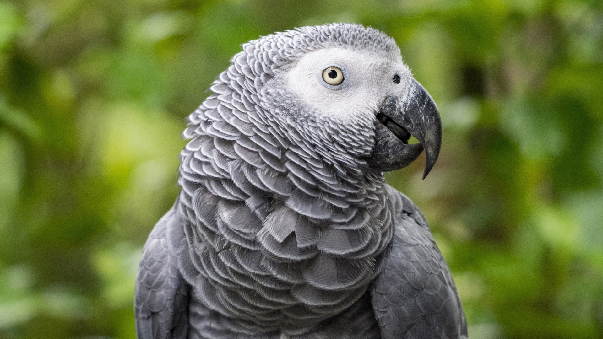 African Grey Parrot Meets Her New Baby Nephew and Can't Stop Talking ...
