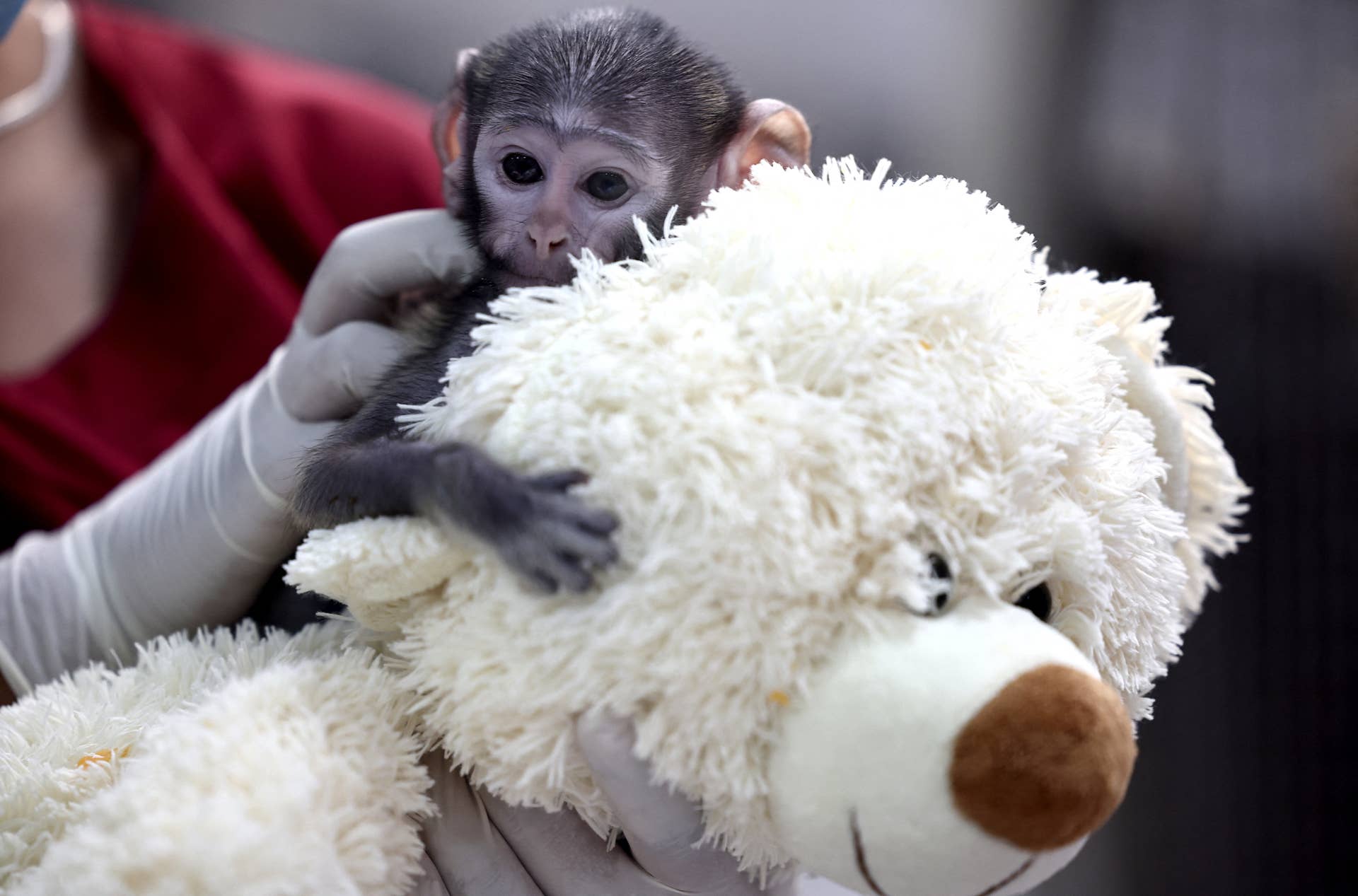 Baby Monkey Befriends Plushie, Just Like Viral Punch the Monkey ...