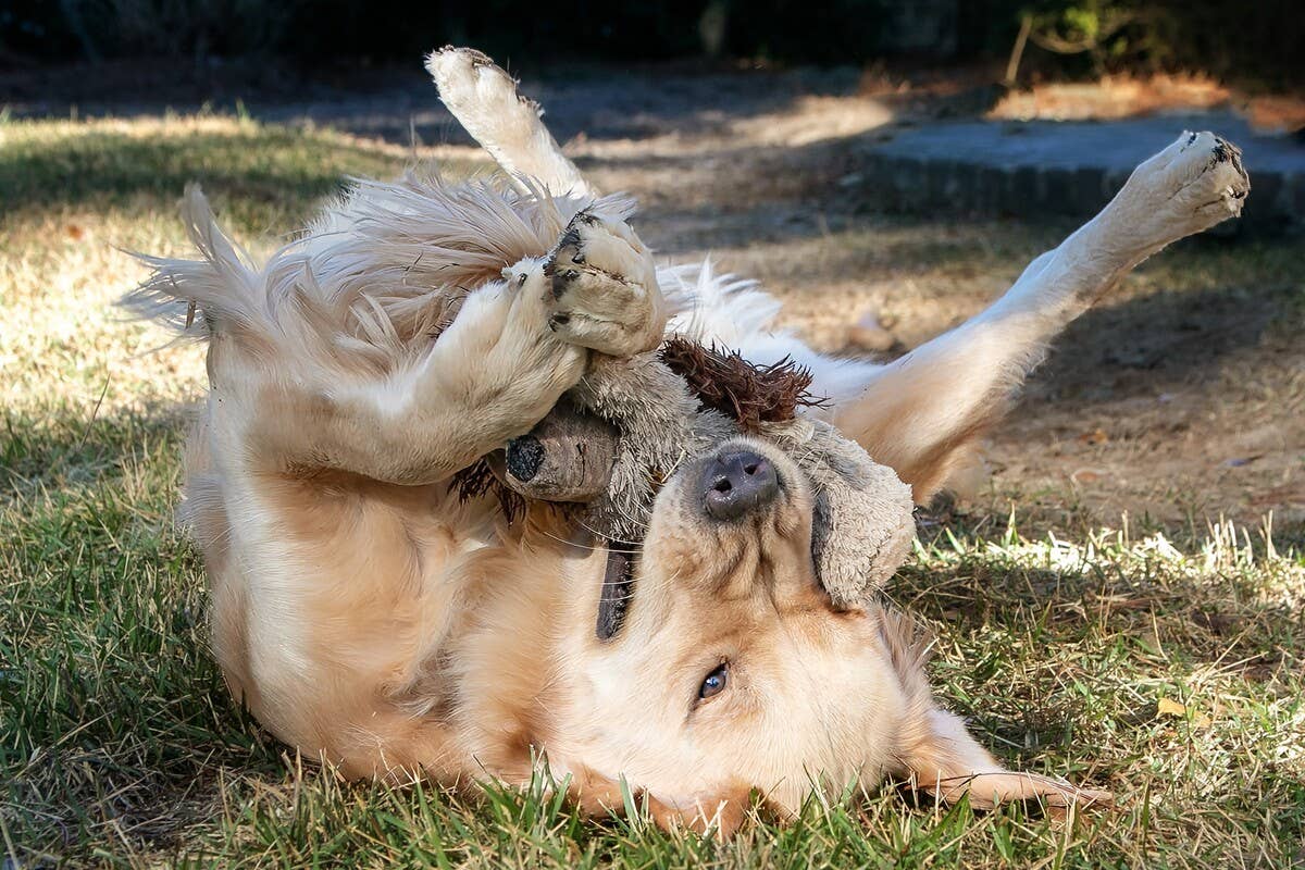 Rambunctious Golden Retriever Destroying the Fake Alligator in His Pool ...