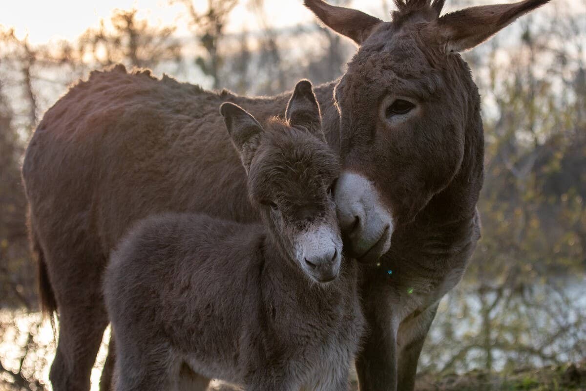 Mama Donkey Finally Sees Her Baby Again After 3 Months -- Her Reaction ...