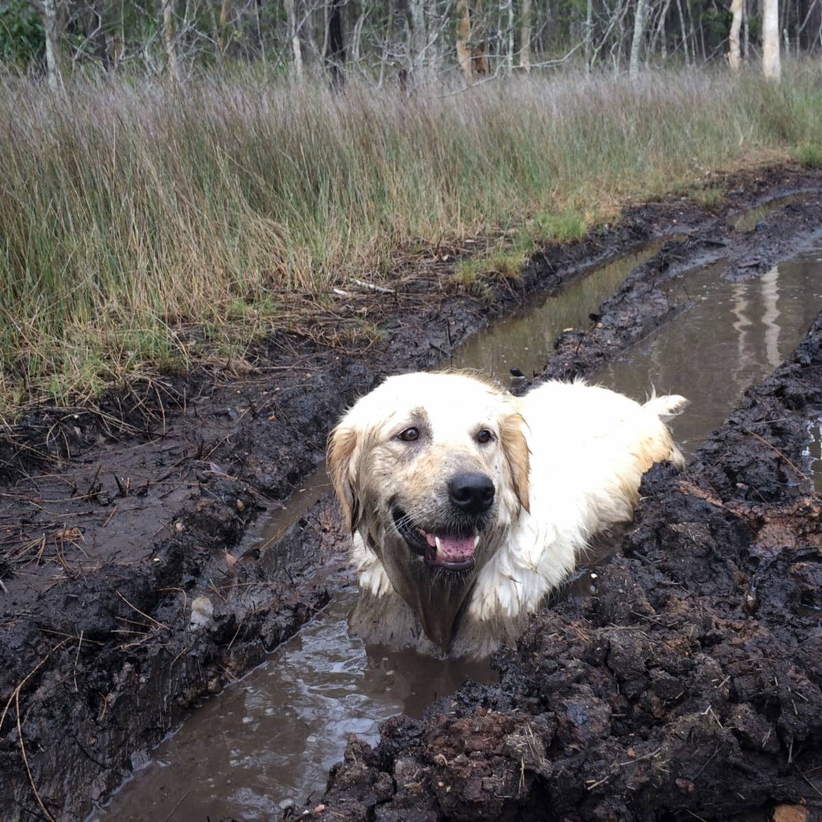 Bruno the Golden Retriever Is Almost Unrecognizable After Playing in ...