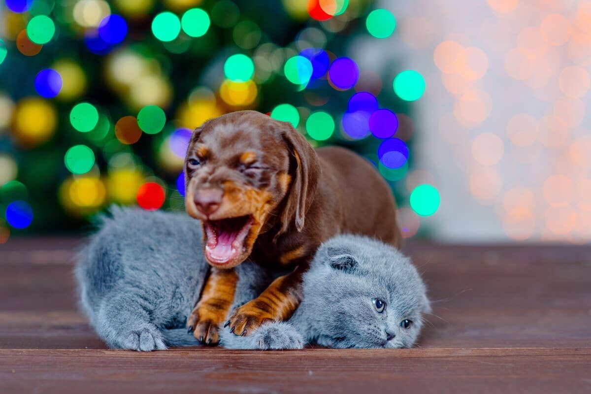 Dachshunds: Cute Clips, Photos & Fun Moments - PetHelpful