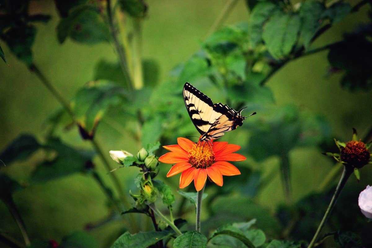 Want More Butterflies? Plant This and Watch What Happens - PetHelpful
