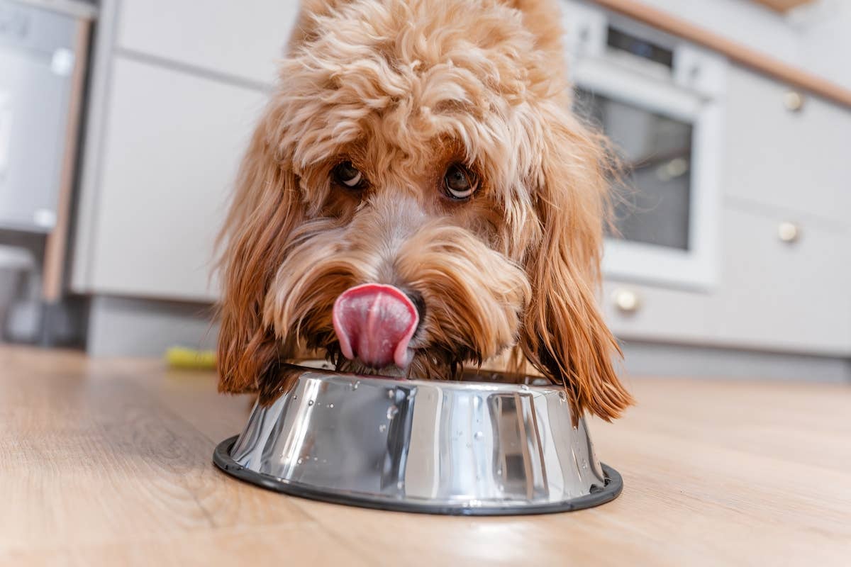 Family Sues Popular Dog Food Brand After Goldendoodle’s Death Linked to ...