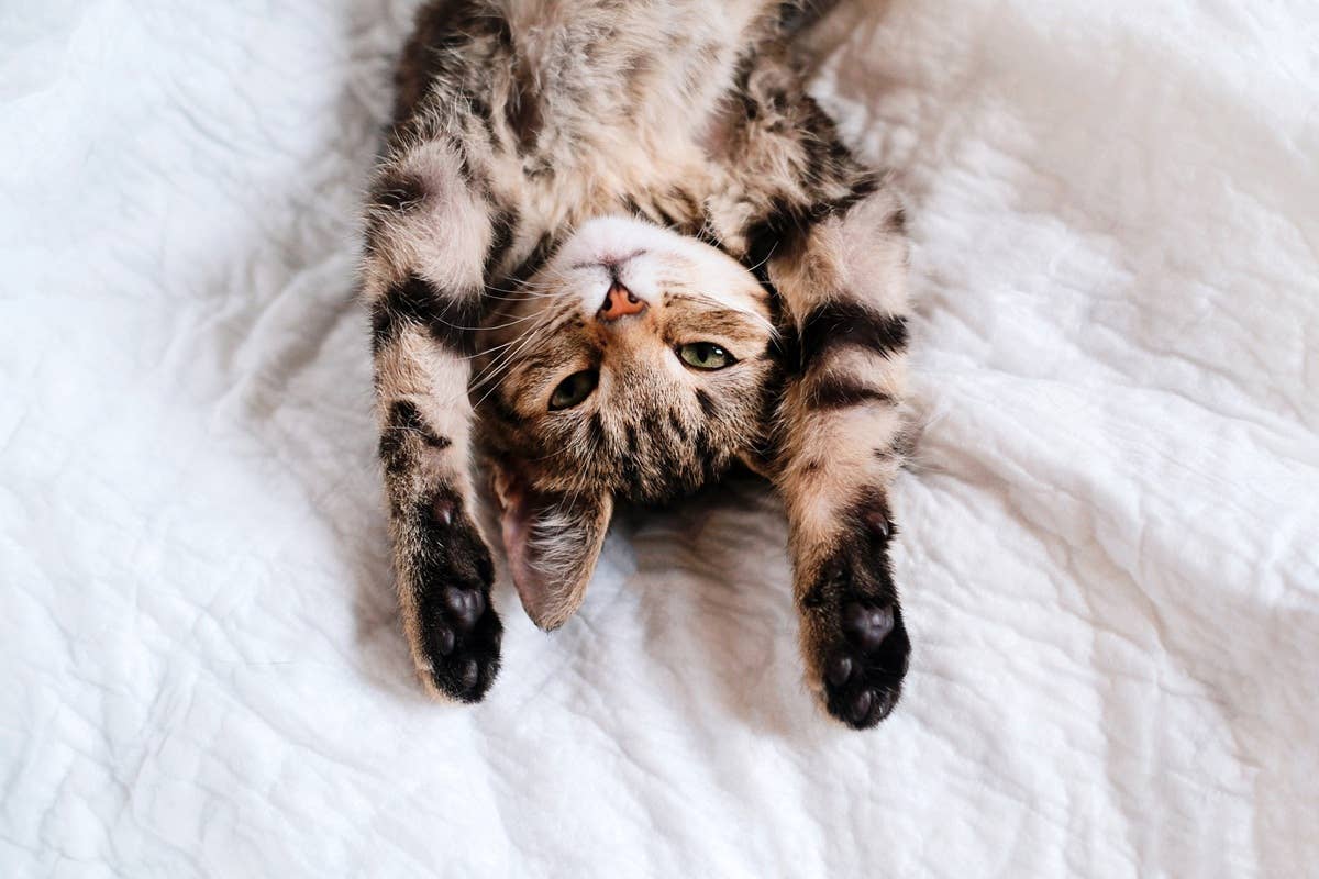 200+ Funny Cat Names: Silly, Clever, and Ridiculous Options - PetHelpful