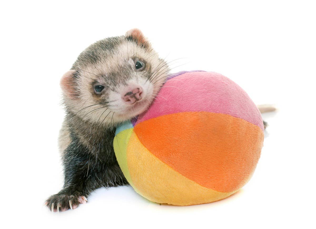 200 Ferret Names for Your Furry Friend (Funny and Cute) - PetHelpful
