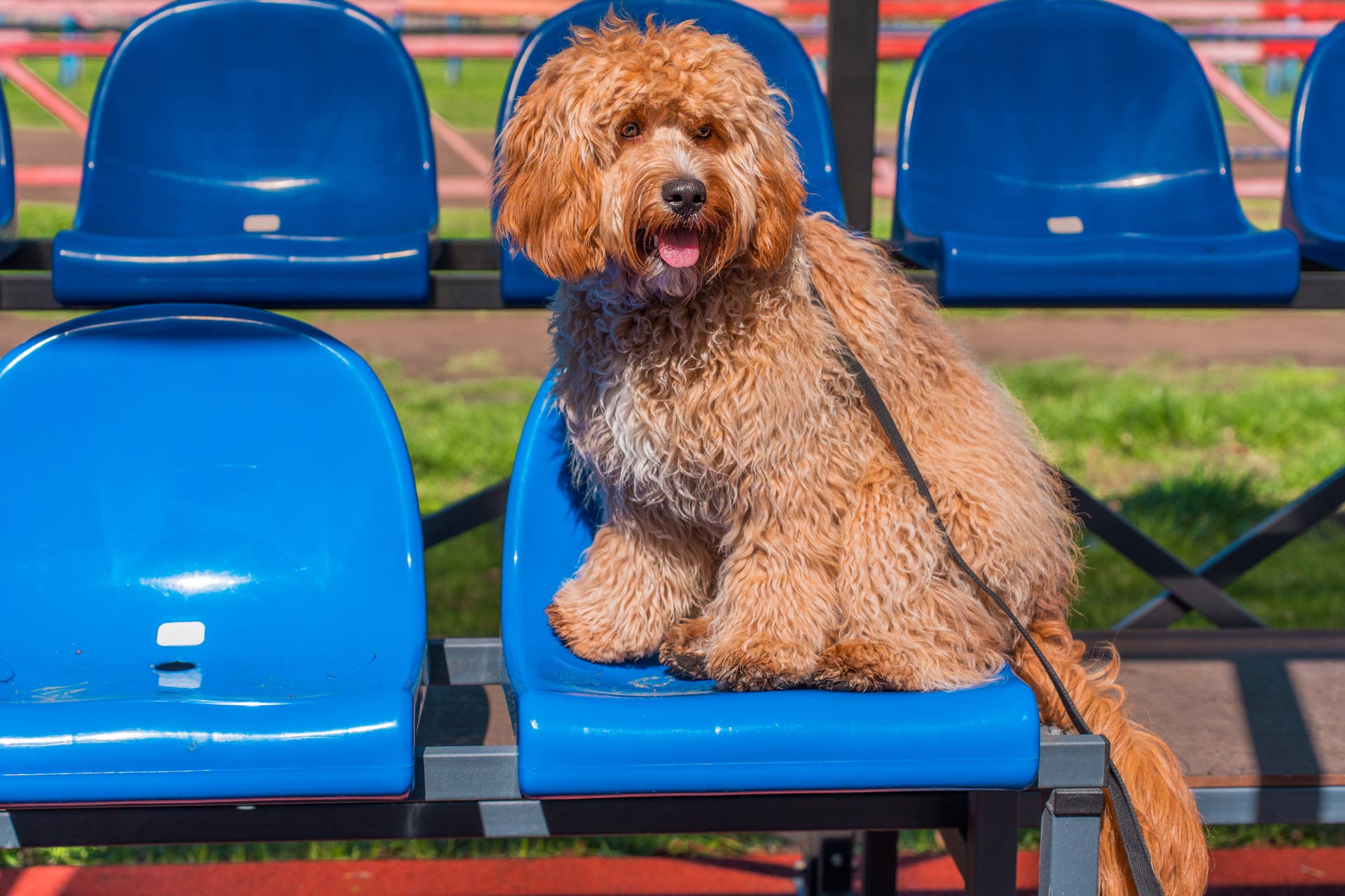 Goldendoodle Politely Asks for Fries at Baseball Game, and It's Winning ...