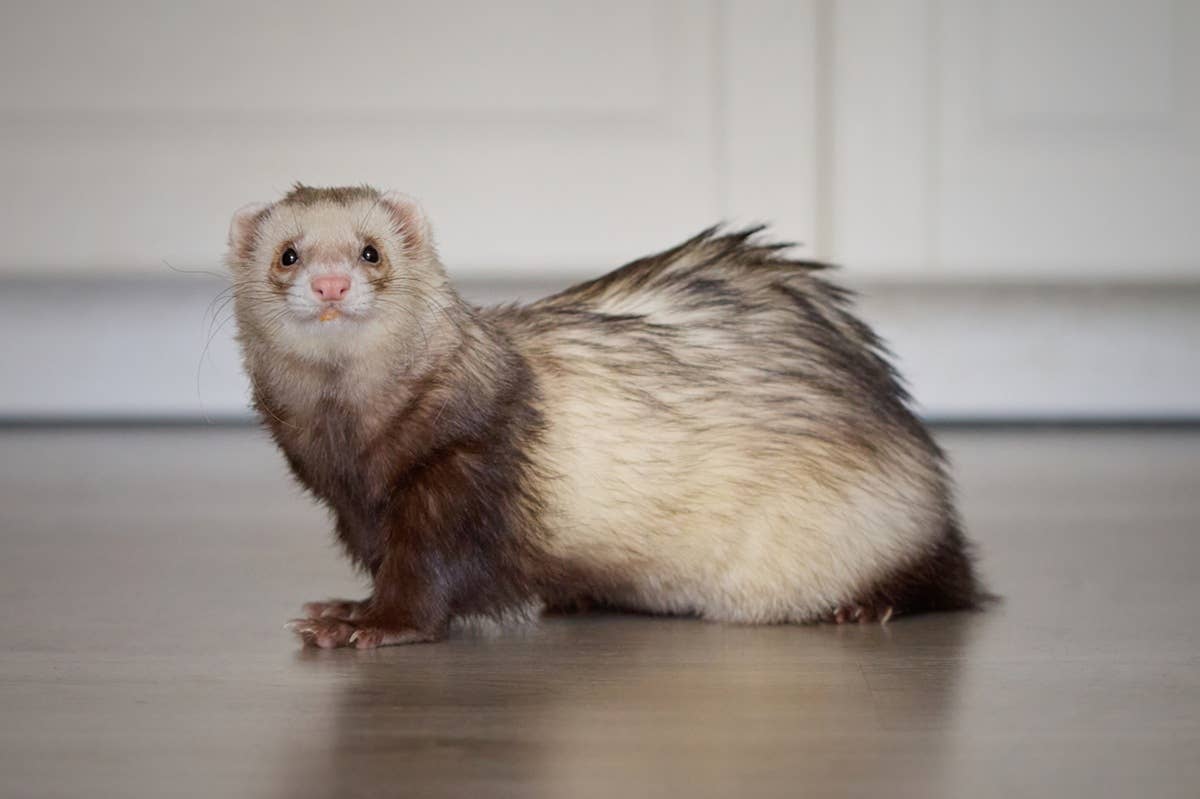 My Hamster Has a Lump: Signs of an Abscess - PetHelpful