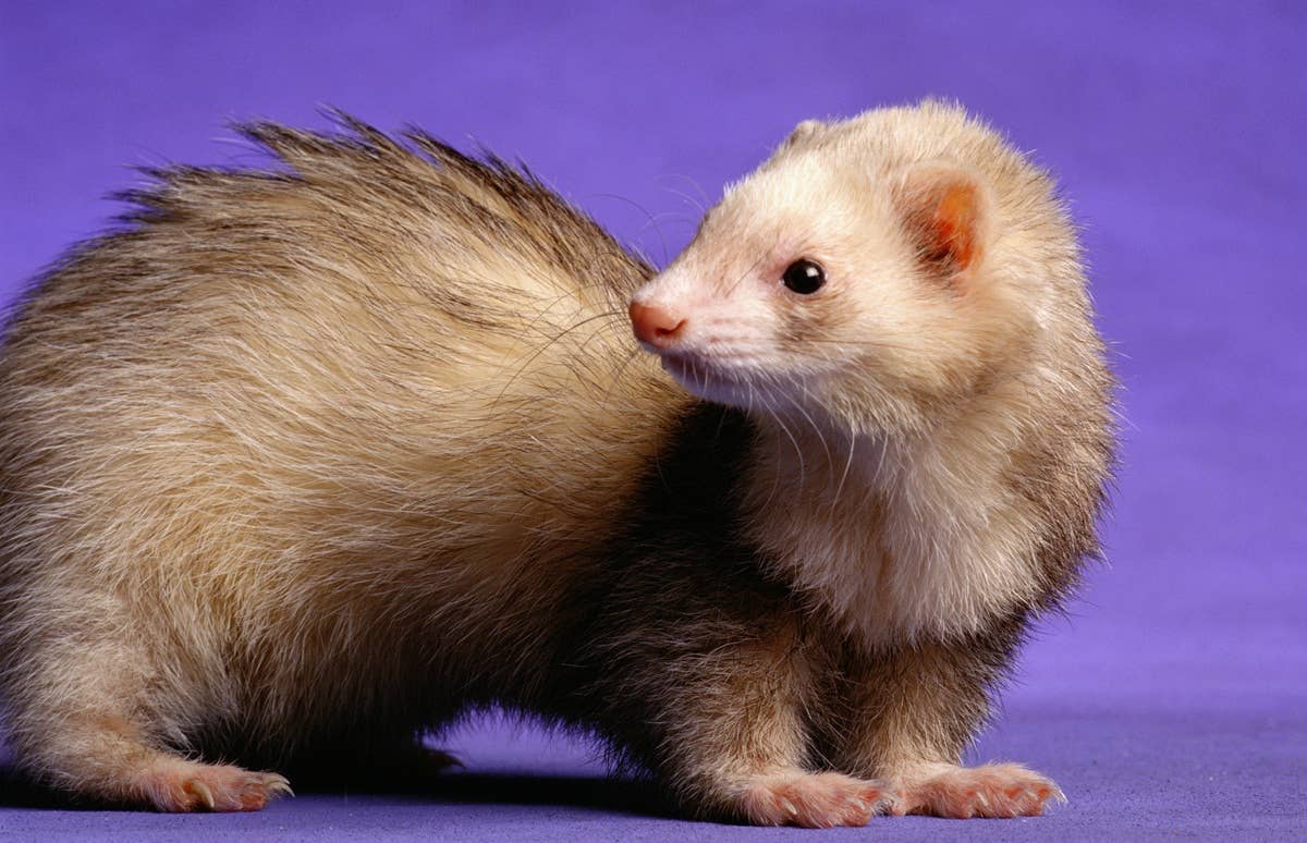 200 Ferret Names for Your Furry Friend (Funny and Cute) - PetHelpful