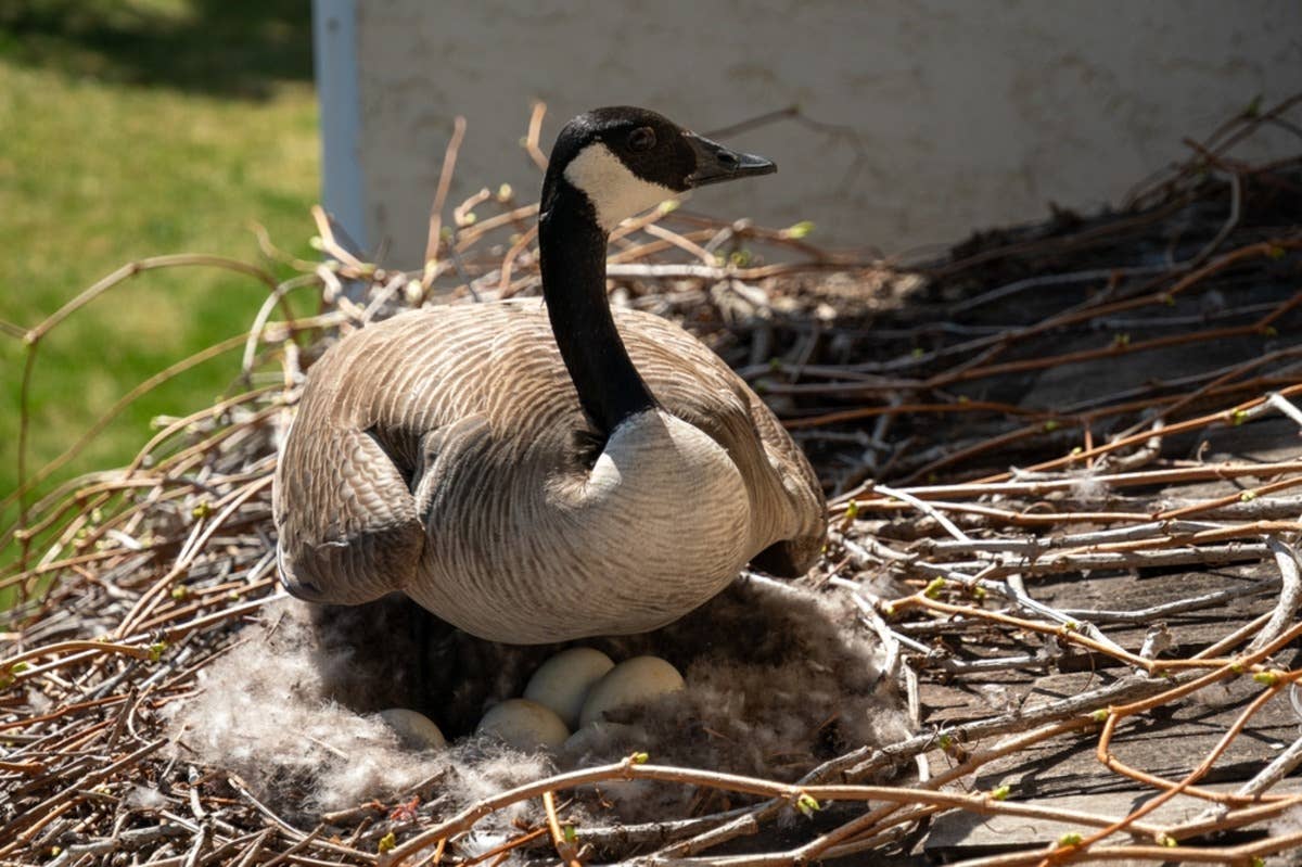 Woman’s Simple Act to Protect Nesting Goose in Busy Parking Lot Is ...
