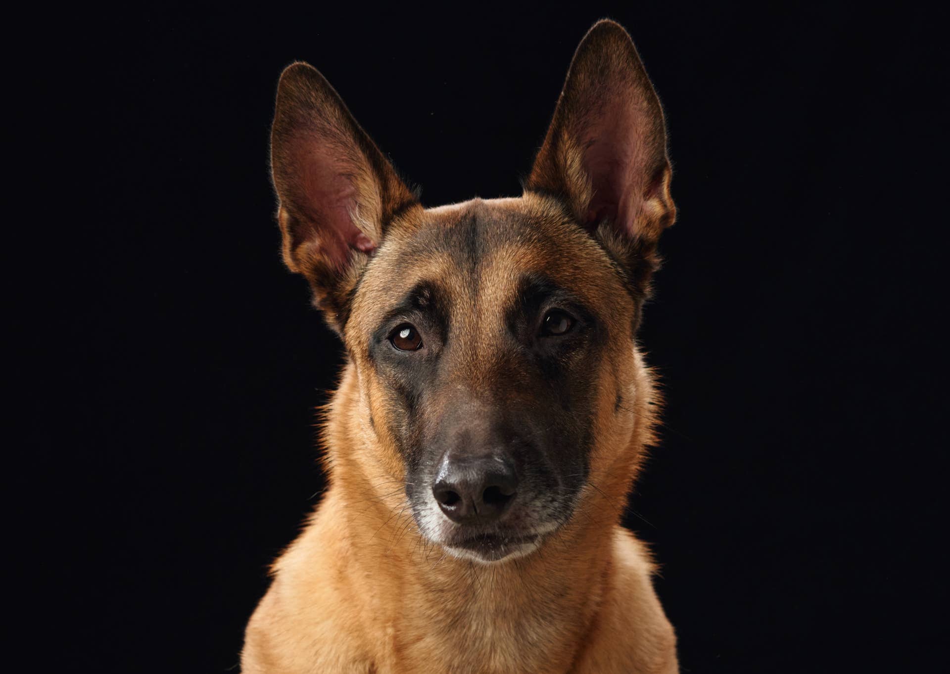 Belgian Malinois Won’t Leave the Back of Dad’s Wheelchair and People ...