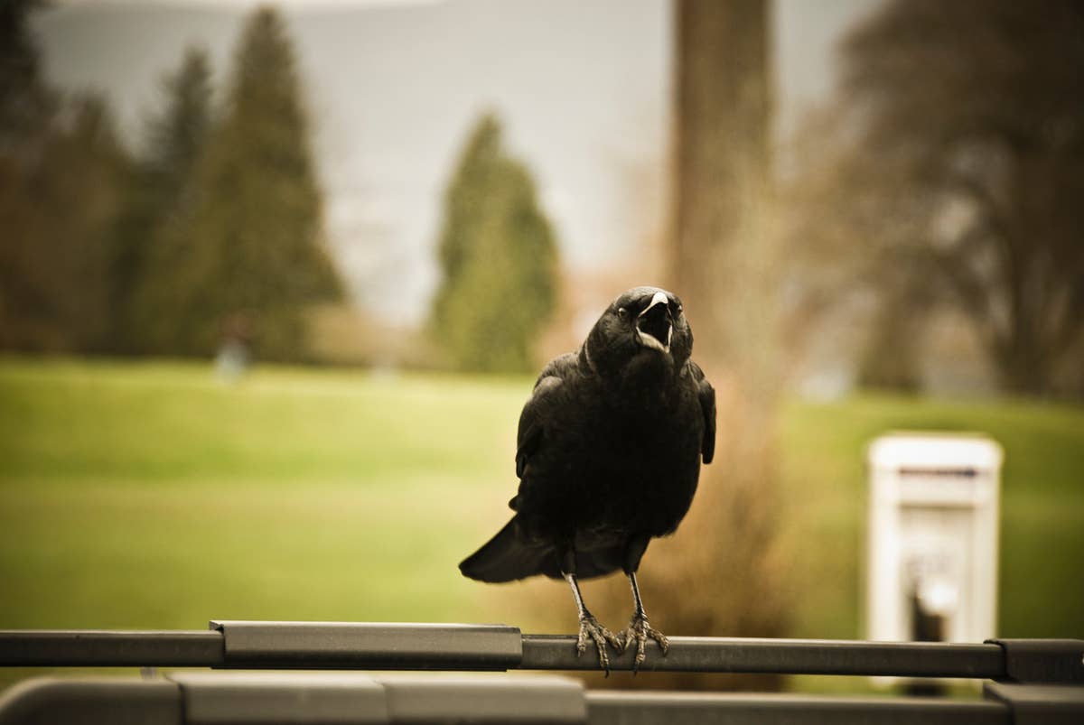 What It Means When You Hear Crows Calling Around Your Home - PetHelpful