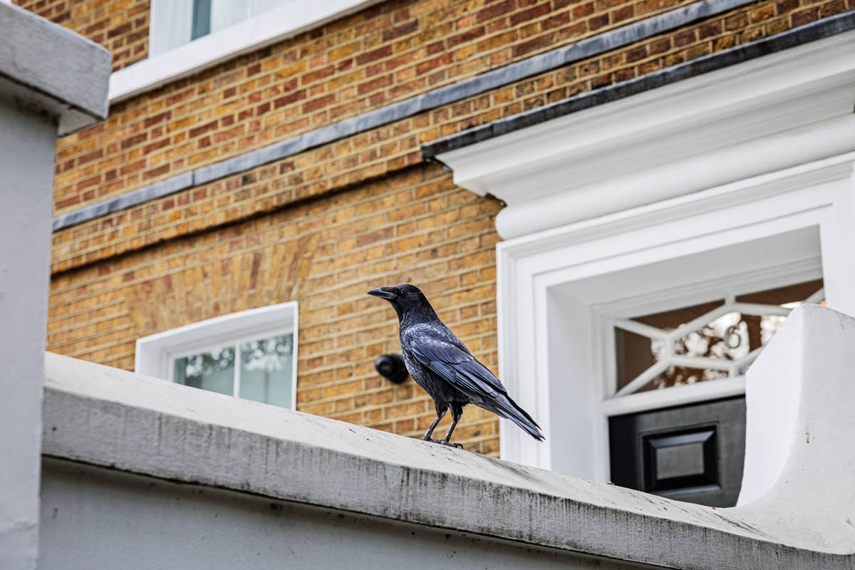 What It Means When You Hear Crows Calling Around Your Home - PetHelpful