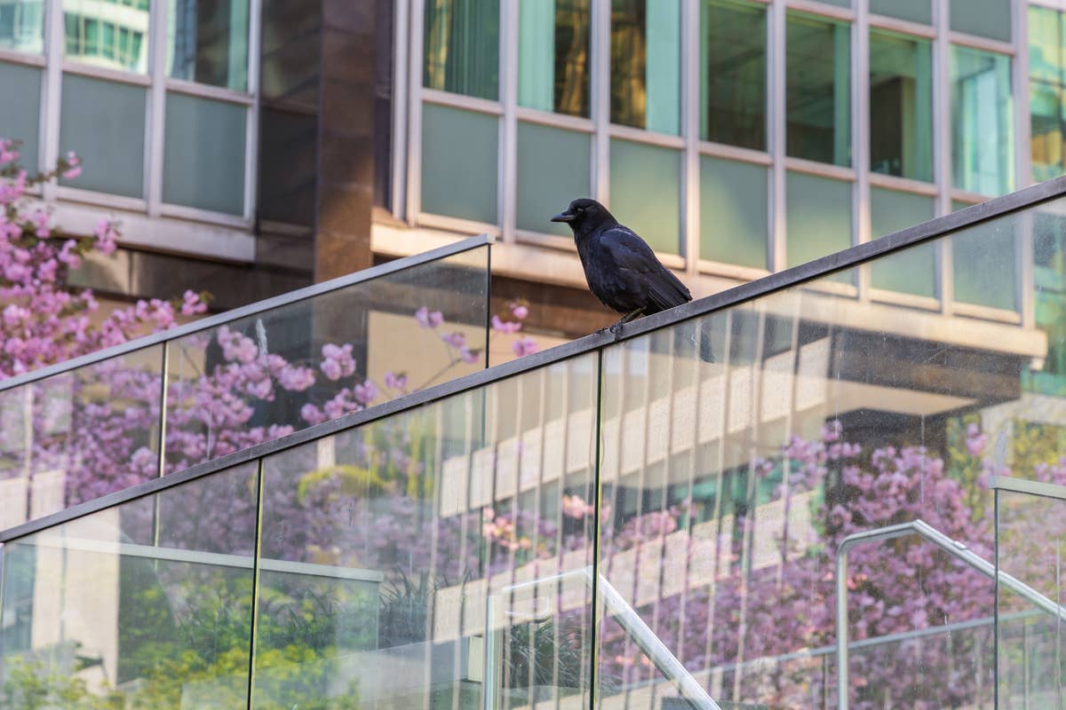 What It Means When You Hear Crows Calling Around Your Home - PetHelpful