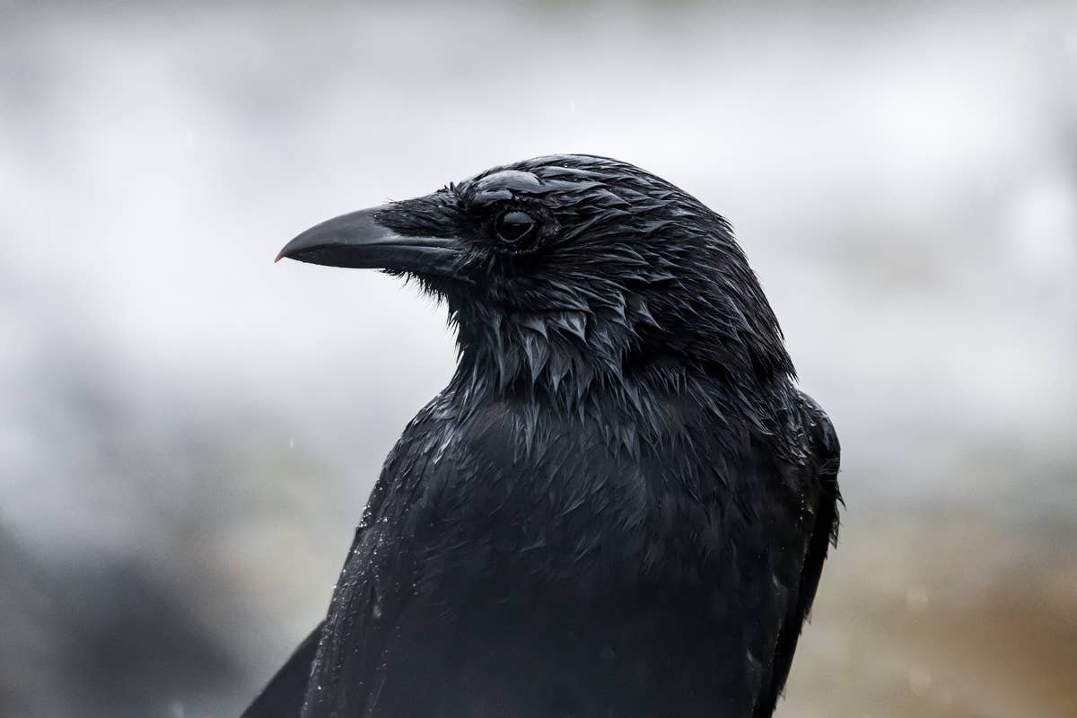 What It Means When You Hear Crows Calling Around Your Home - PetHelpful