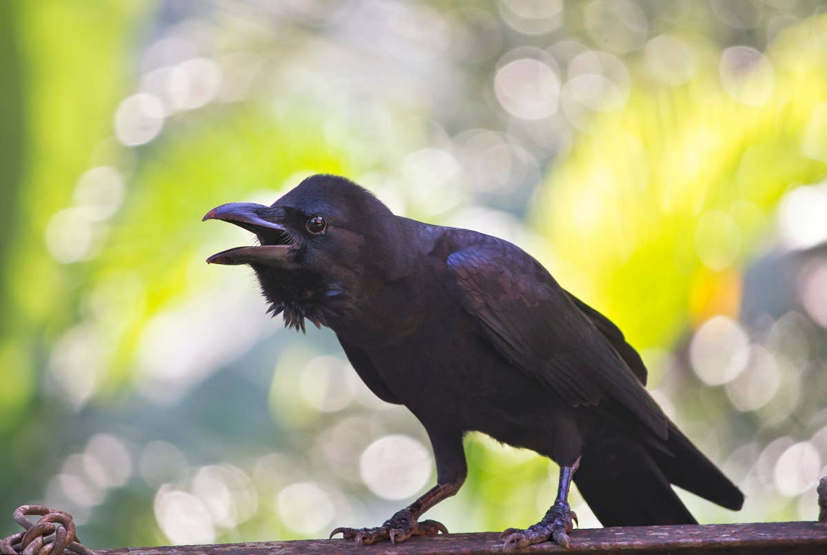 What It Means When You Hear Crows Calling Around Your Home - PetHelpful