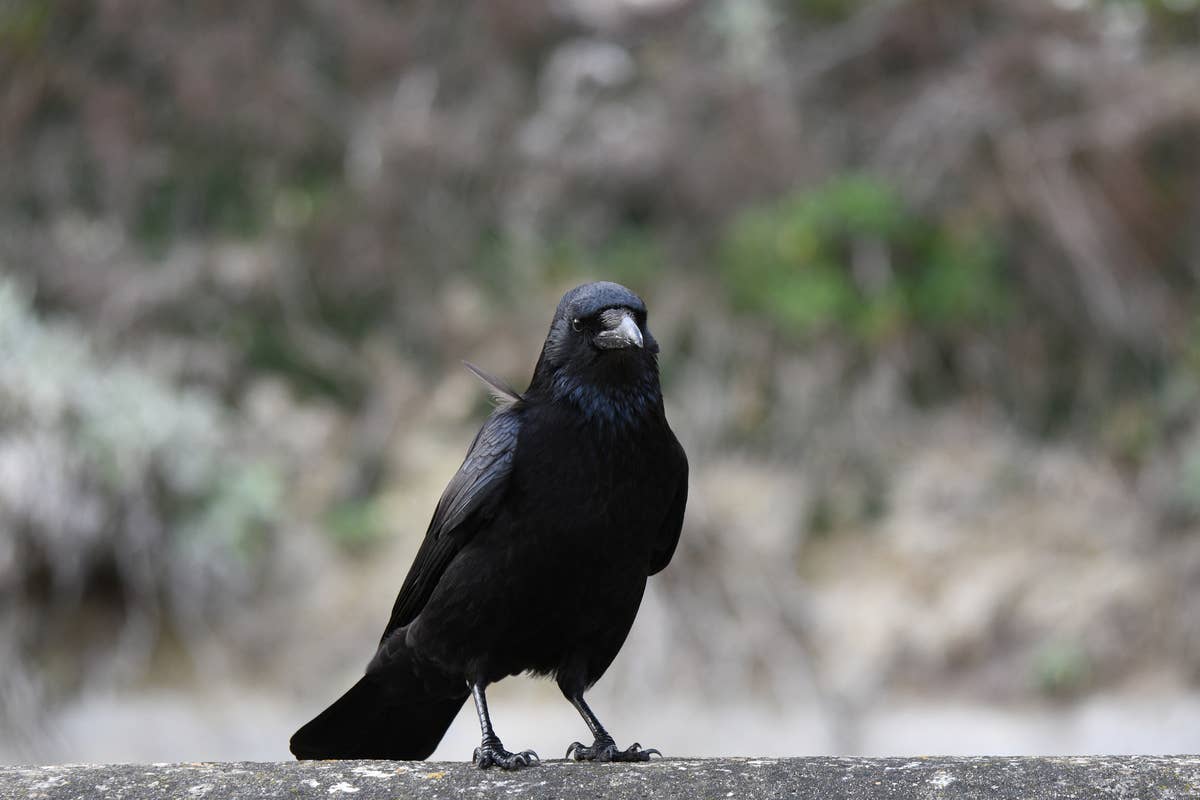 What It Means When You Hear Crows Calling Around Your Home - PetHelpful