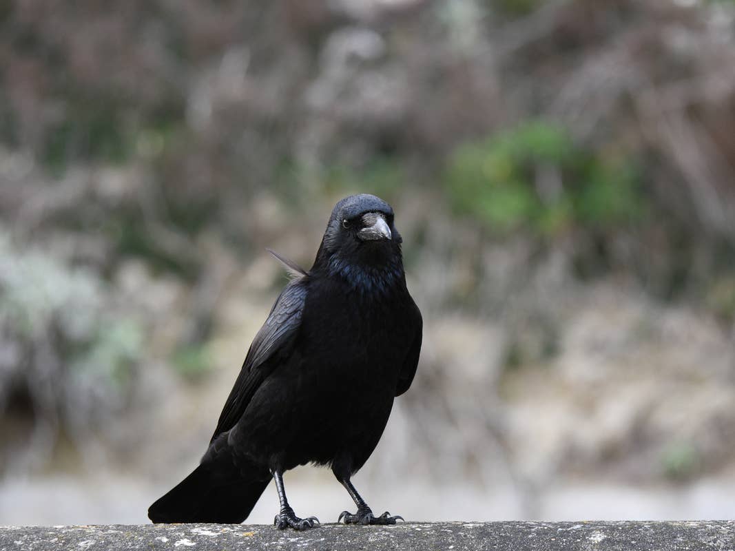 What It Means When You Hear Crows Calling Around Your Home - PetHelpful