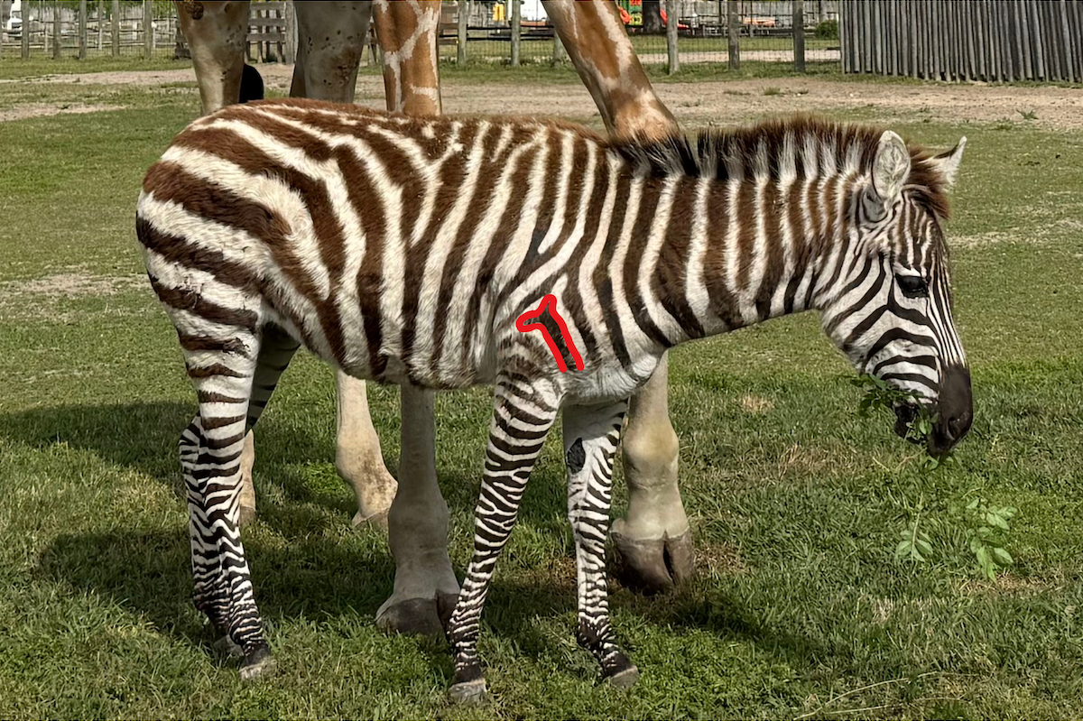 Unlikely Giraffe and Zebra Friendship Has Visitors Doing Double Takes ...