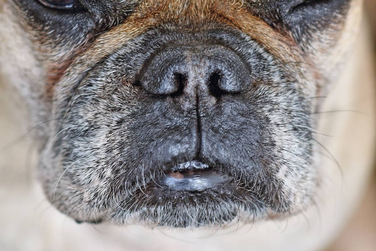 A Promising Injection Could Help Flat-Faced Dogs Breathe—But Experts ...