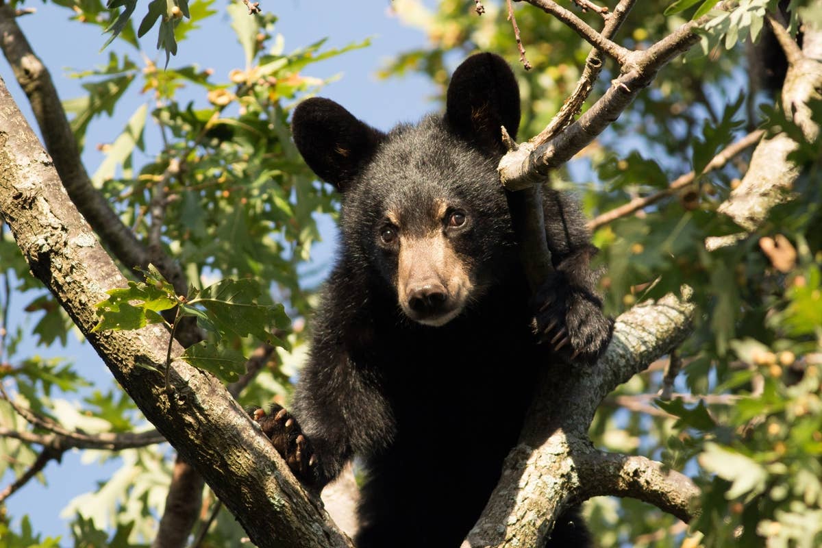 Sedated Bear Starts Falling From Tree -- Then Something Incredible ...