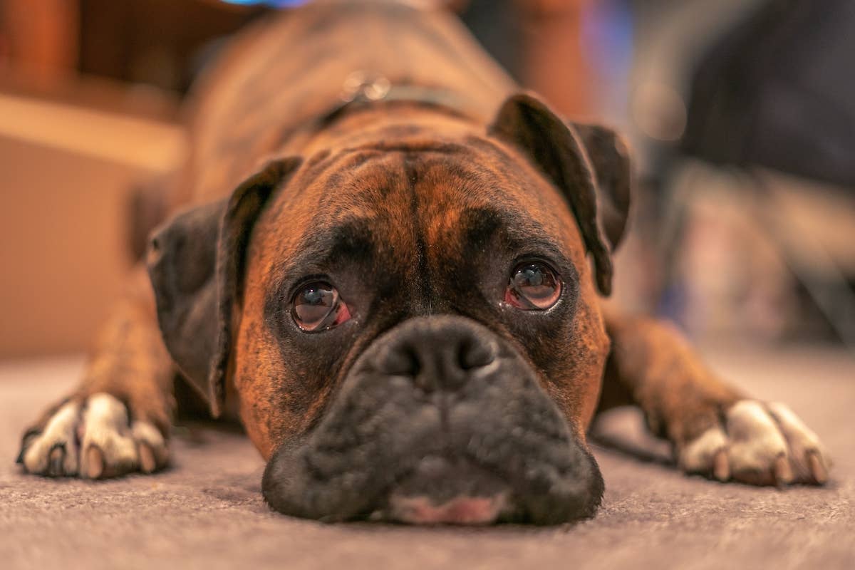 This Shelter Dog Was Accidentally Locked in a Room—What She Did Next Is ...