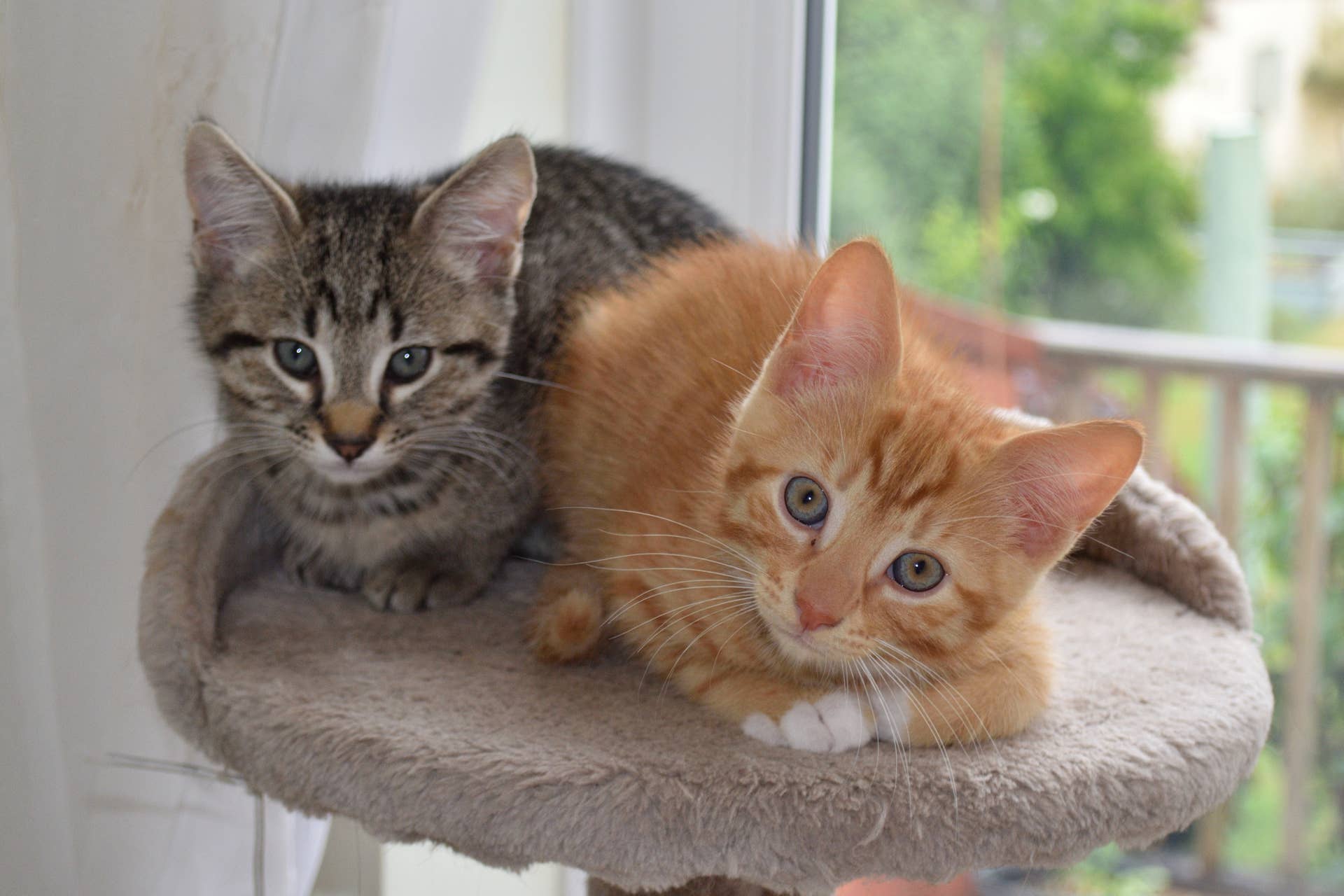 This Cat's 'Emotional Support' Friend is the Sweetest Thing on the ...